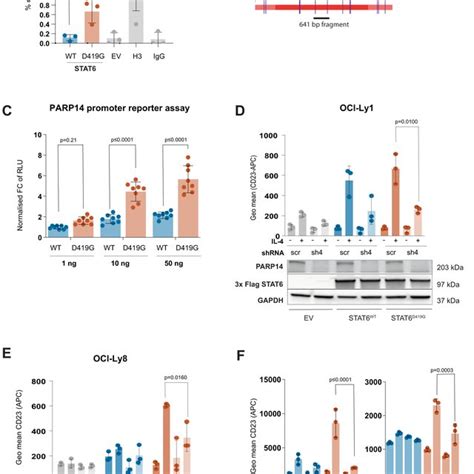 Stat6 Dna Binding Site Mutations Are Gain Of Function And Require Il 4 Download Scientific