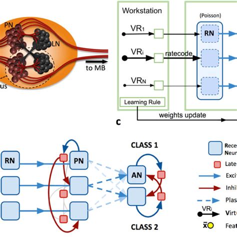 A Schematic Of The Insect Antennal Lobe Al Olfactory Receptor