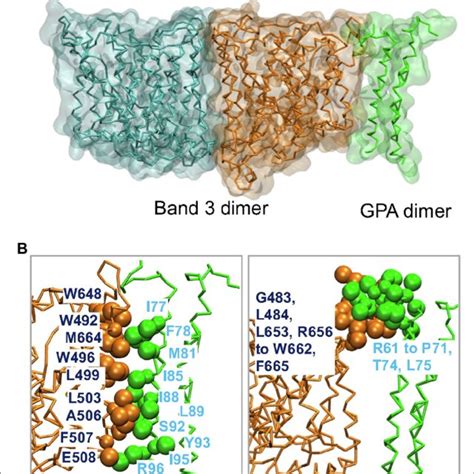 A Molecular Dynamics Md Simulation Model Of The Interaction Of