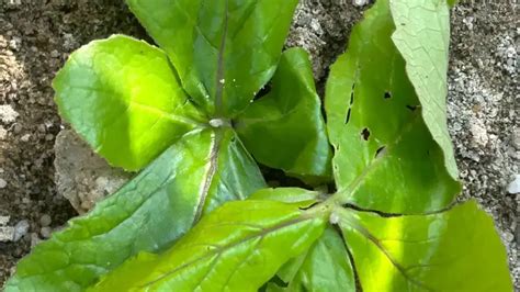 13 Gi Tagged Bodo Items Showcasing The Craftsmanship Of Assams Tribe