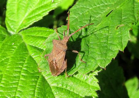 Dock Bug Gedling Conservation Trust Nottingham