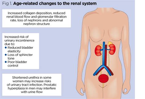 Anatomy And Physiology Of Ageing 4 The Renal System Nursing Times