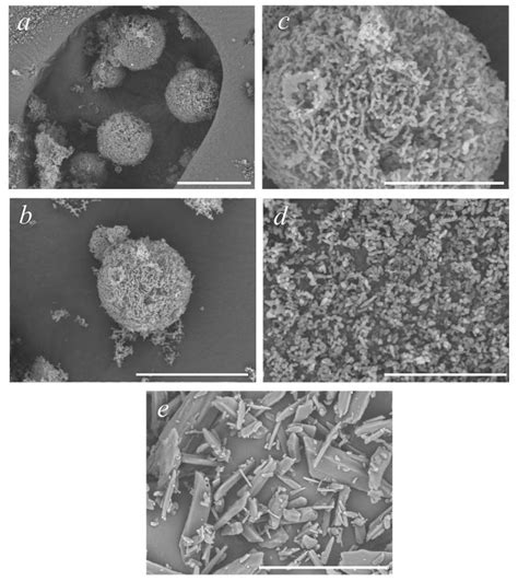 Samples Of The Ultrafine Paracetamol A D Obtained By Spray Download Scientific Diagram