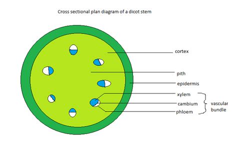 Labelled Diagram Of Stomata Wiring Diagram Pictures