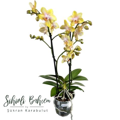 65 Phal Yellow Lime İthal 2 Dal Hafif Kokulu Sihirli Bahçem