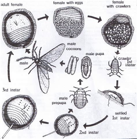 Jenny S Insect Corner Scale Insects