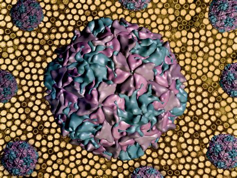 Poliovirus And Picornavirus Layout Featuring 3d Renditions Flickr