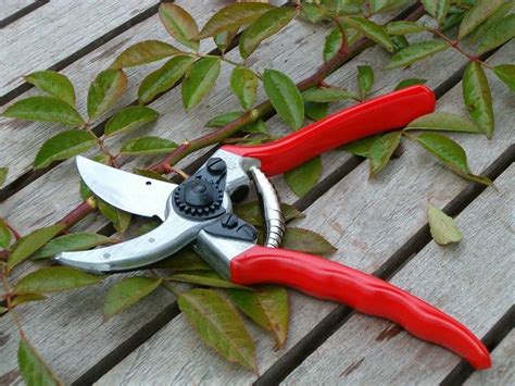 Ficus Elastica Potatura Ficus Ficus Elastica Potatura