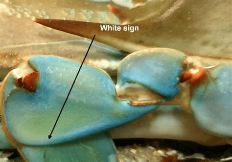 The C Sapidus Specimen Displaying The First Mark Of Ecdysis White Download Scientific