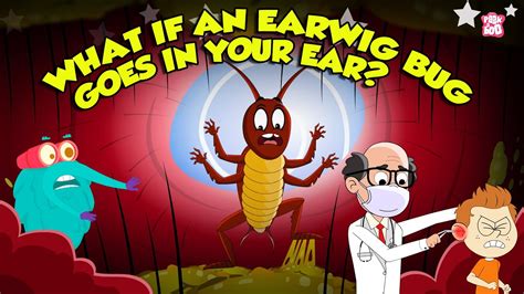 Earwigs Are They Dangerous What Happens If An Earwig Gets In Your