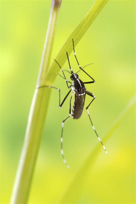 Gene Drive Evolution In Fast Motion The Lindau Nobel Laureate Meetings