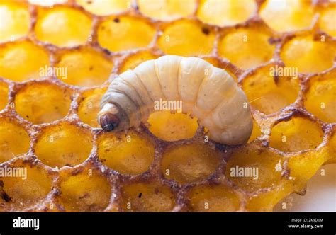 The greater wax moth Galleria mellonella Stock Photo - Alamy