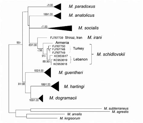 maximum likelihood tree reconstructed from a 409 bp cytochrome b