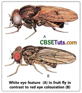 Sex Linked Inheritance Characteristics Types And Disorders CBSE Tuts