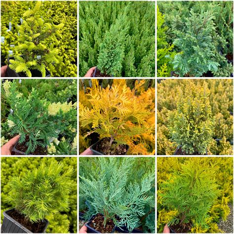 Dwarf Conifers The Best Small Conifers To Grow Gardens Illustrated