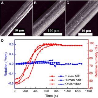 SEM Images Of The Fibers And The Responses To Environmental Humidity Download Scientific