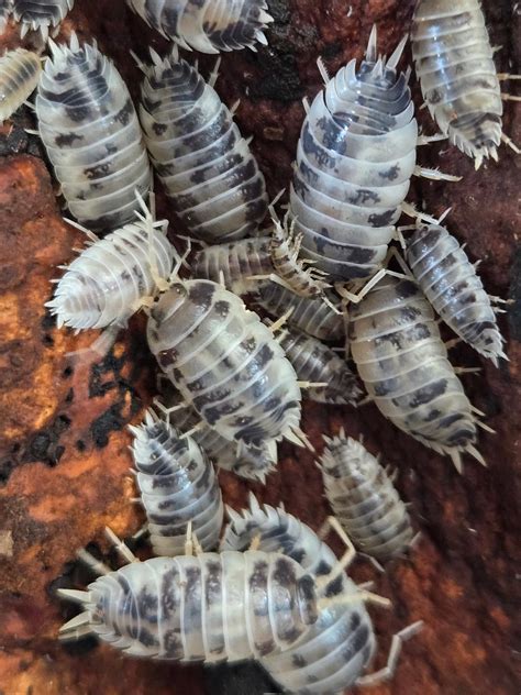 The Best Facts And Care Sheet For Dairy Cow Isopods Iheartbugs Inc