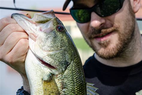How To Catch Spawning Largemouth Bass B8lab Fishing Blog