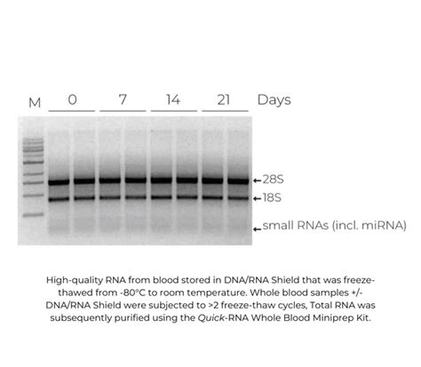 Dnarna Shield Stabilization Solution Free Sample Zymo Research