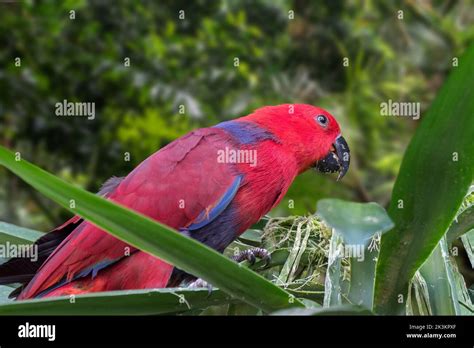 Eclectus Parrot Eclectus Roratus Female Perched In Tree Native To