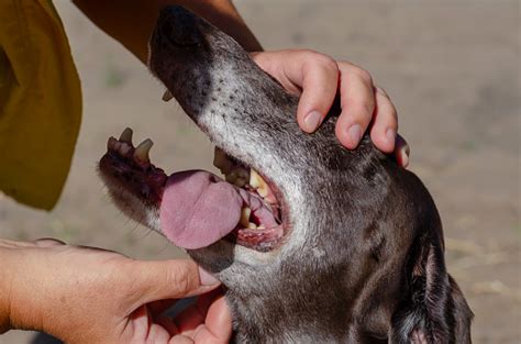 성숙한 여자는 그녀의 노인 짧은 머리 포인터 강아지의 치아를 검사합니다 50 54세에 대한 스톡 사진 및 기타 이미지 50 54세 가축 갈색 Istock