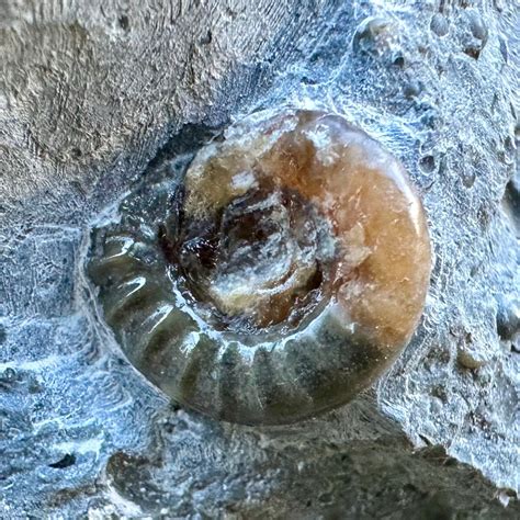 65674e5c35c2160aa96c20af  Uk Fossils