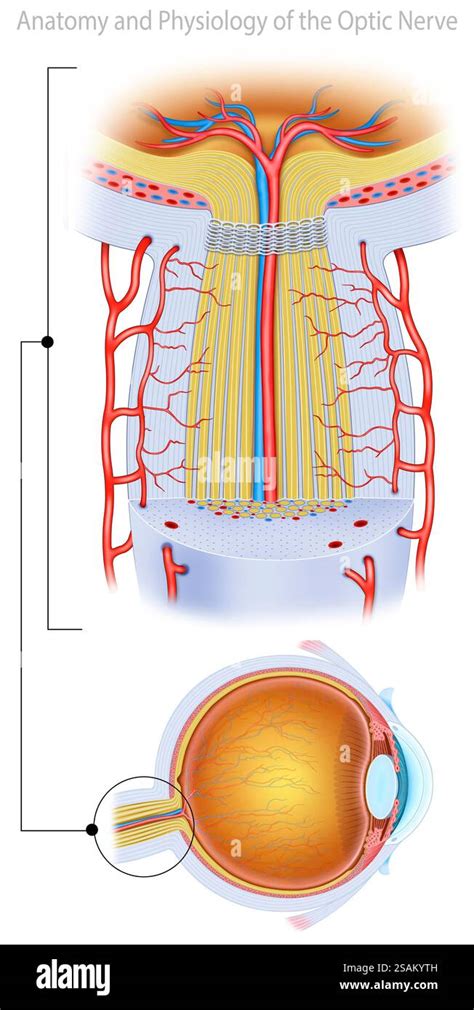 Transmission Of Images Cut Out Stock Images And Pictures Alamy