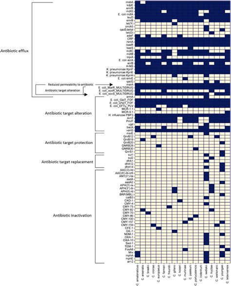 A Brief Insight Into Citrobacter Species A Growing Threat To Public