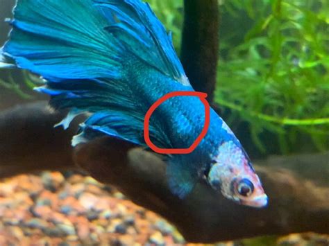 Tumor Or Something Else Diseases Aquarium Co Op Forum