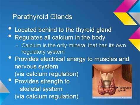 The Endocrine System By Jonathan Gonzalez Aaron Mednick