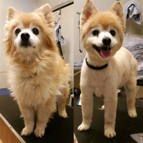 12 Common Pomeranian Dog Haircuts The Paws