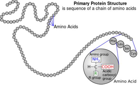 Difference Between Primary Secondary And Tertiary Structure Of Protein Pediaa Com