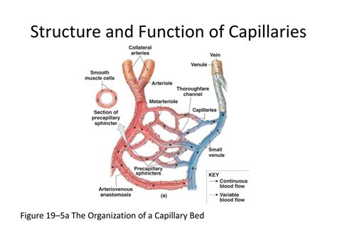 Ppt C H A P T E R 19 Blood Vessels And Circulation Powerpoint