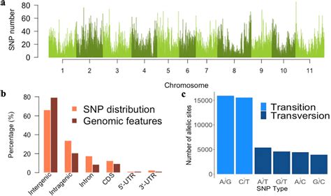 Identification And Annotation Of 49817 Single Nucleotide Polymorphisms Download Scientific