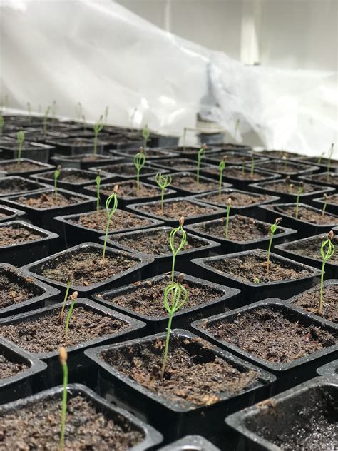 Paper Hydrochar Amended Substrates For Production Of Containerized