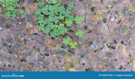 Image Of A Tree Growing Naturally On A Rock Surface Crack Stock Photo Image Of Plant Path