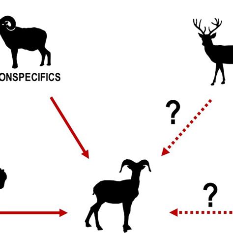 Multiple Reservoir Species Are Capable Of Carrying Pneumonia Pathogens Download Scientific