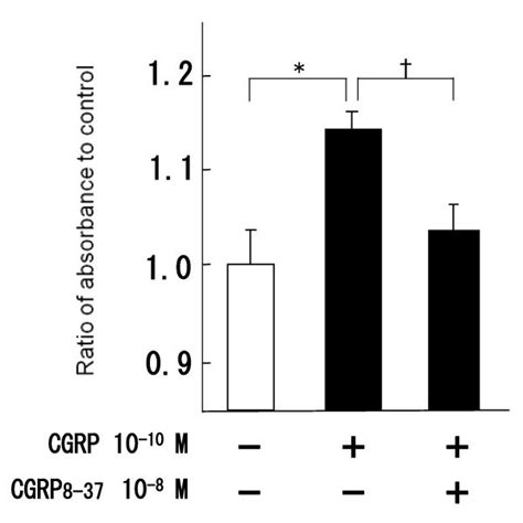 Inhibition Of Brdu Incorporation Induced By Cgrp Receptor Antagonist Download Scientific