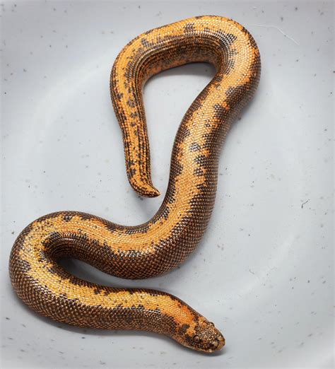 Stripe Sand Boa Traits Morphpedia