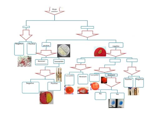 Gram Positive Chart Harder Labeling — Printable Worksheet