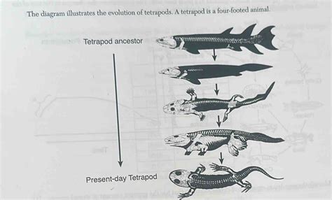 Solved The Diagram Illustrates The Evolution Of Tetrapods A Tetrapod