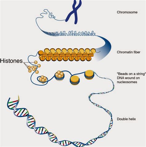 The Significance Of Histones Virtual Mirage