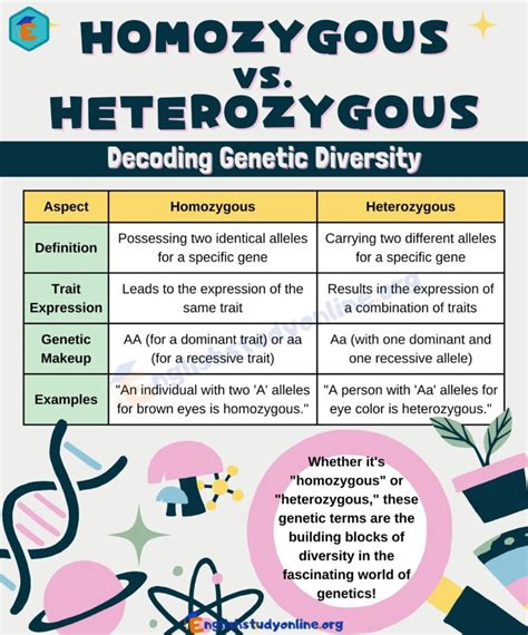 Homozygous Vs Heterozygous Whats The Difference English Study Online
