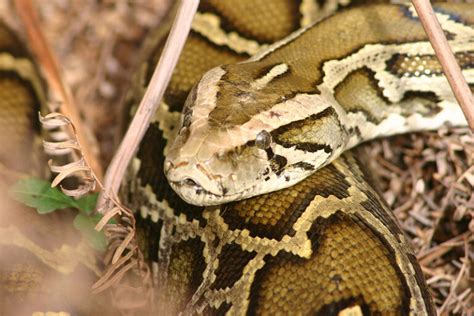 Burmese Python Invasive Impact On Ecosystems