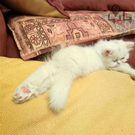 گربه میکس بریتیش پرشین