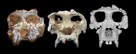Rewinding Time The 12 Million Year Old Face Of A Great Ape Revealed