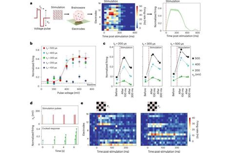 Unleashing The Power Of Brainoware Bioengineers Merge Organoids And Ai In New Breakthrough