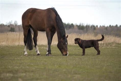 Osteoartrite Em Cães E Cavalos Tratamento Com Células Tronco