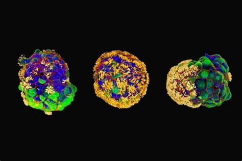 تولید روبات‌های زیستی مژک‌دار از سلول‌های نای انسان
