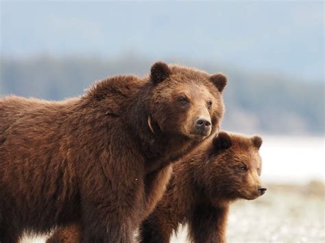 Pack Creek Bear Tours Bear Viewing On Admiralty Island Alaskaorg